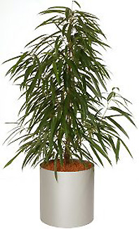 Ficus
