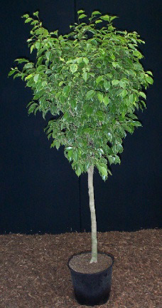 Ficus