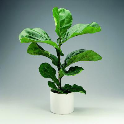 Ficus