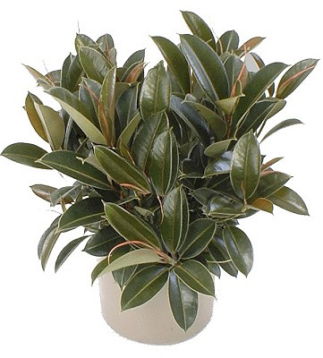 Ficus