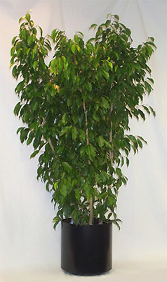 Ficus